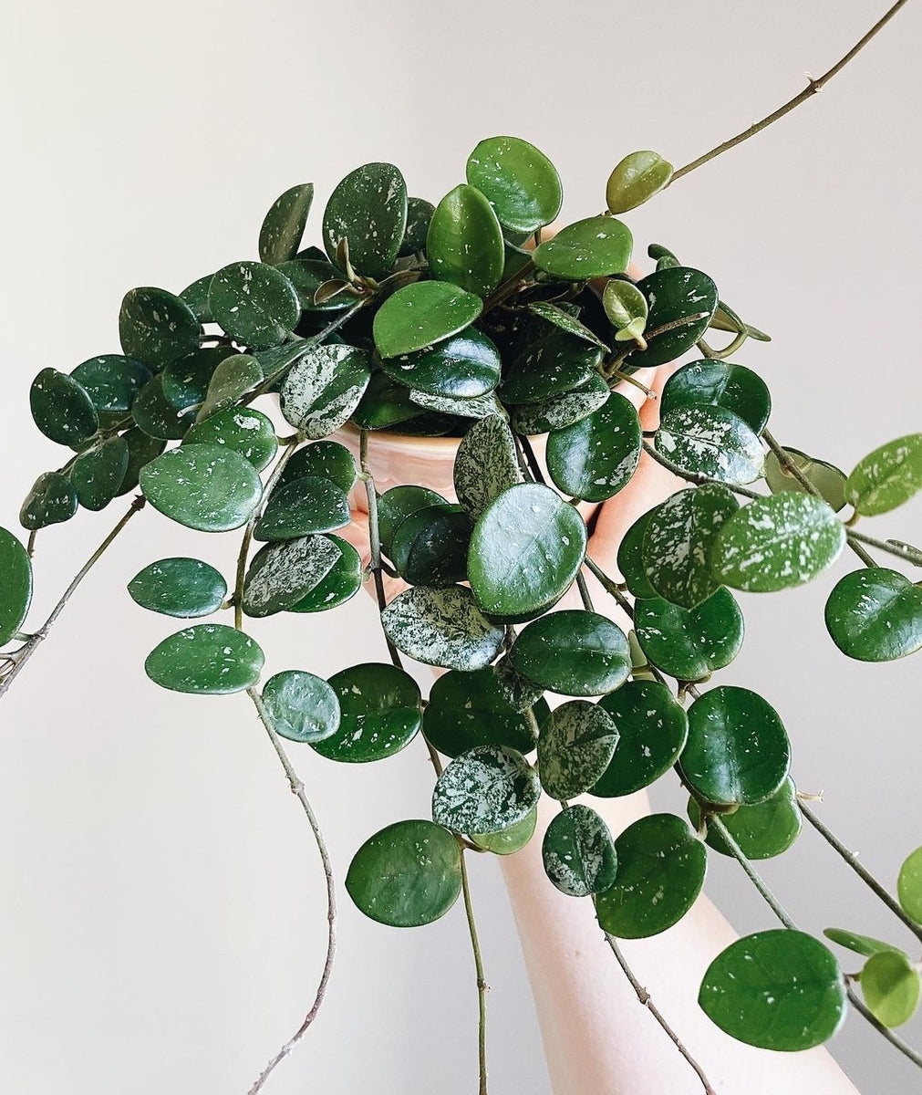 Hoya Mathilde – Plant Studio LLC