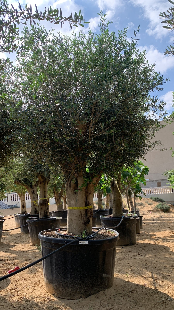 Olive Tree - Fat Trunk – Plant Studio LLC
