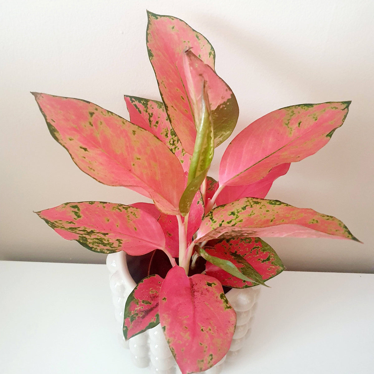 Aglaonema Chandang Neon Pink | Plant Studio – Plant Studio LLC