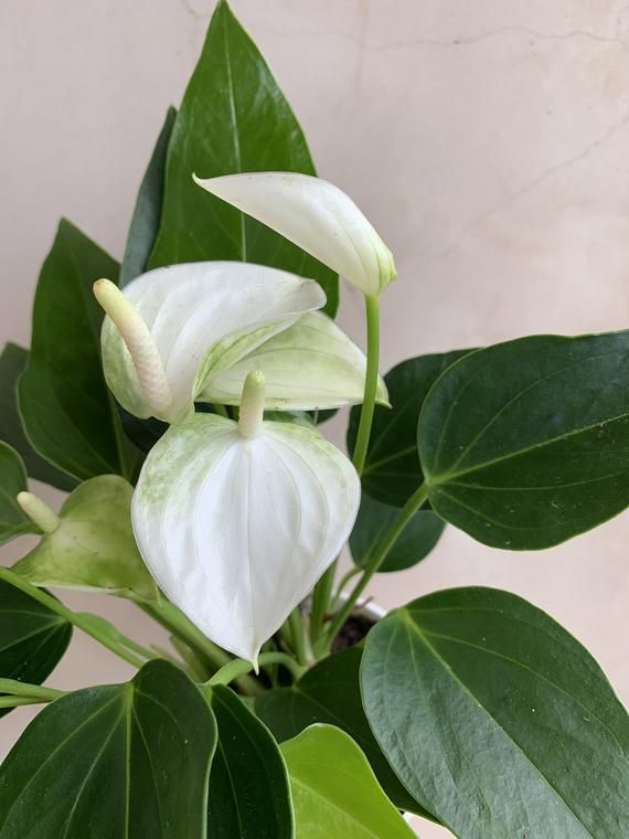 Anthurium White – Plant Studio LLC