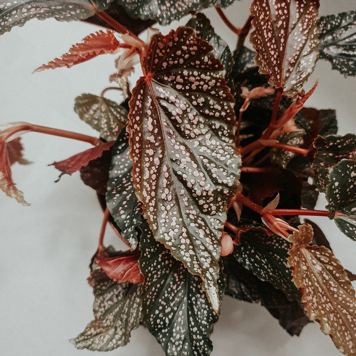 Begonia Benigo Pink – Plant Studio LLC