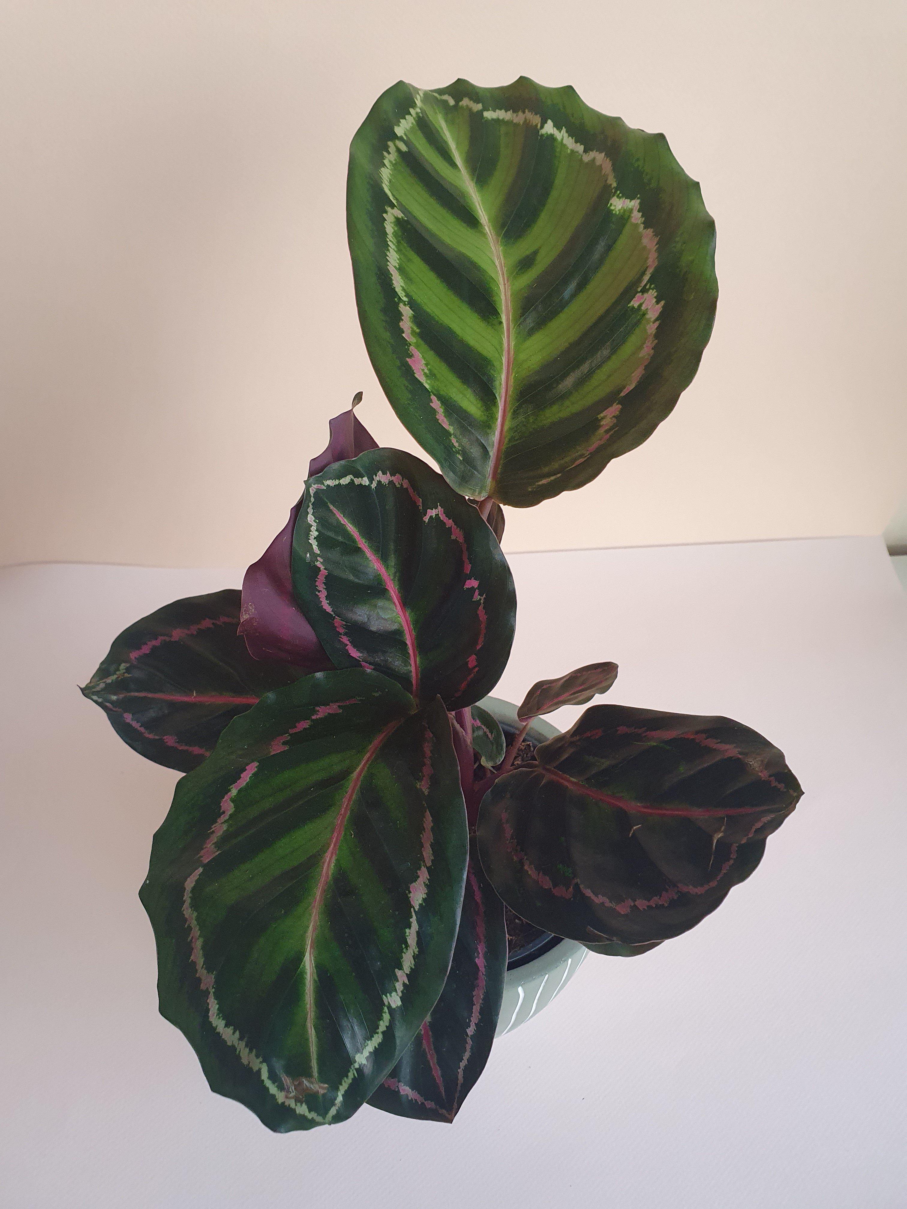 Calathea Roseopicta Cora – Plant Studio LLC