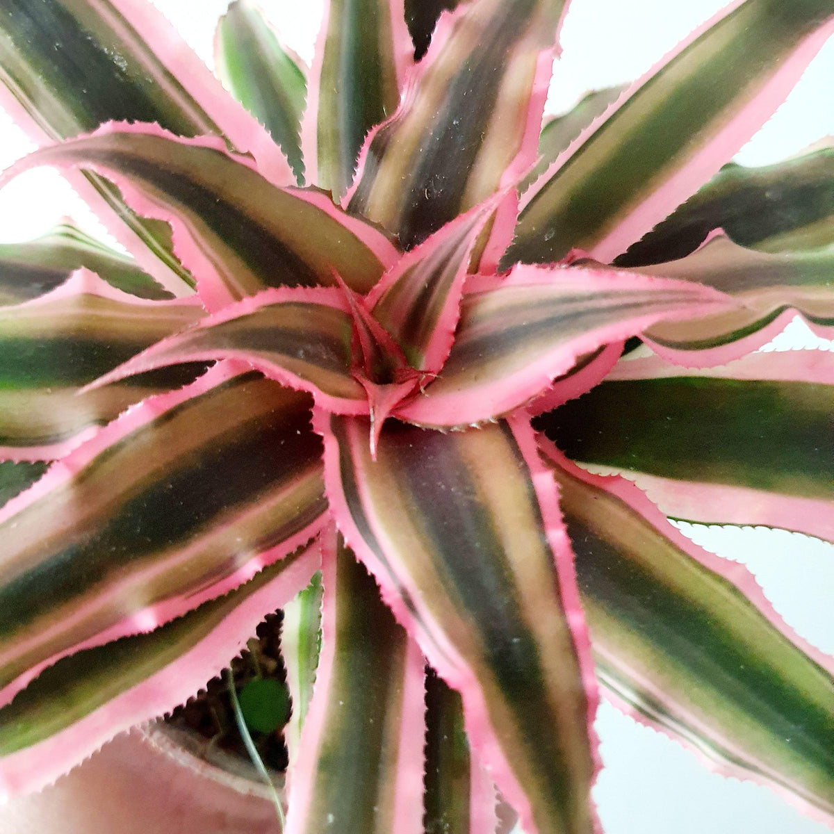 Cryptanthus Bromeliads 'Earth Stars' – Plant Studio LLC