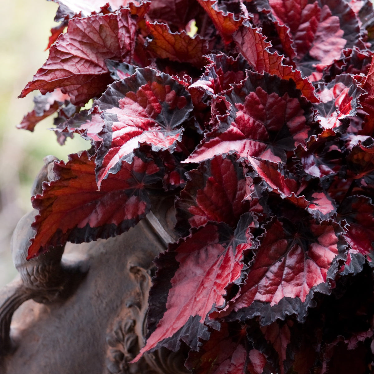 Begonia Inca Night – Plant Studio LLC