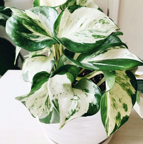 Manjula Pothos – Plant Studio LLC