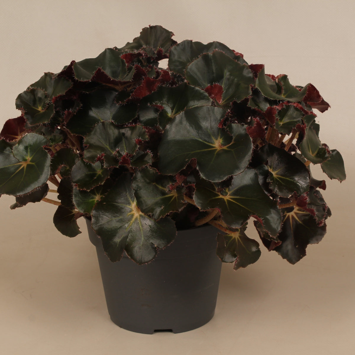 Begonia Black Jungle – Plant Studio LLC
