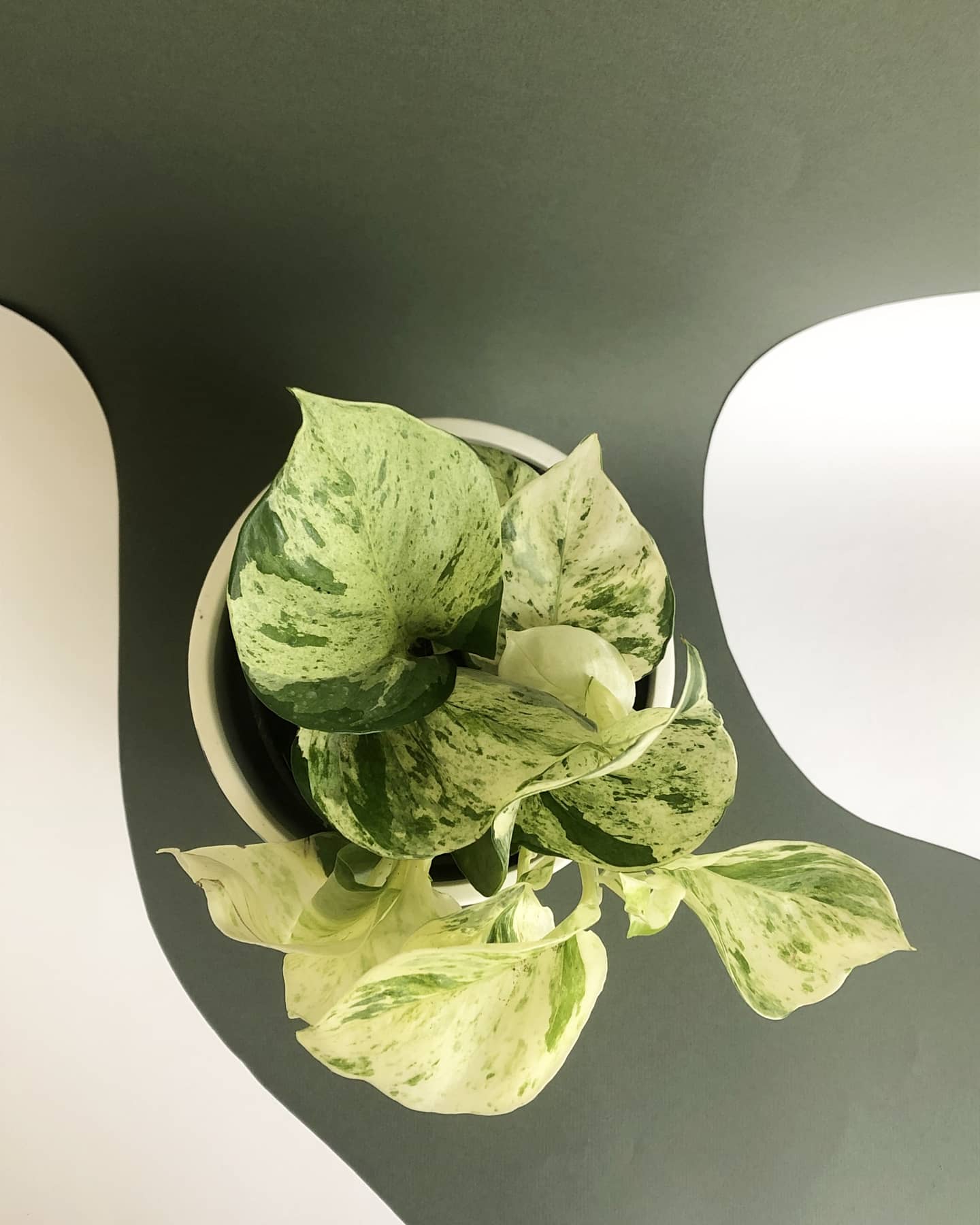 Manjula Pothos – Plant Studio LLC