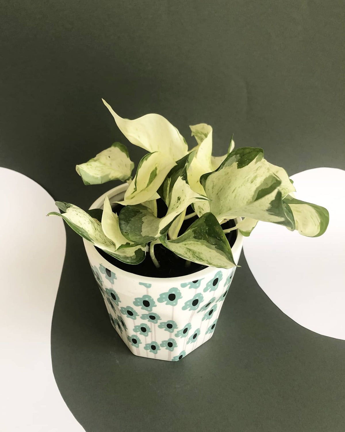 Manjula Pothos – Plant Studio LLC | TRN 100565690300003