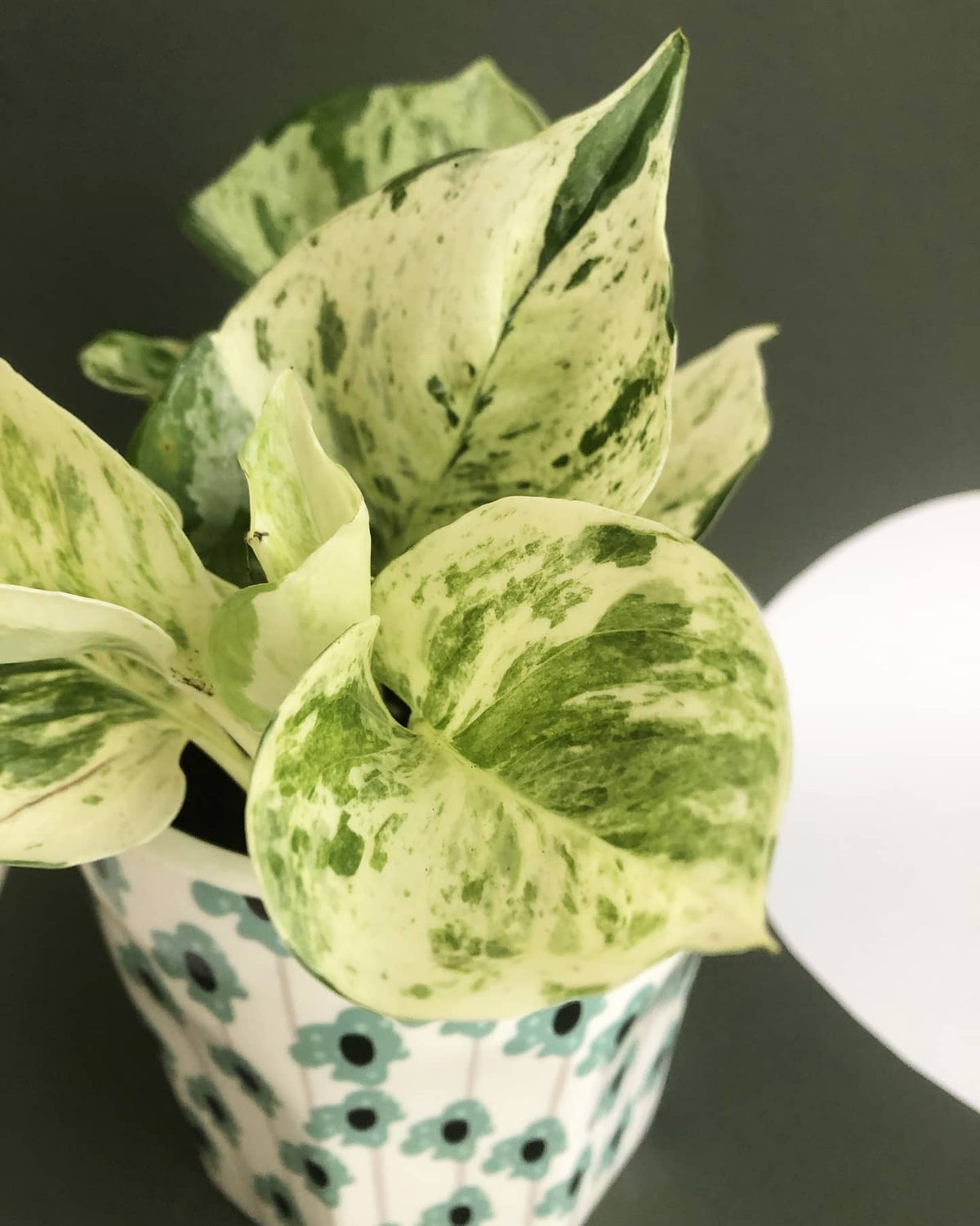 Manjula Pothos – Plant Studio LLC