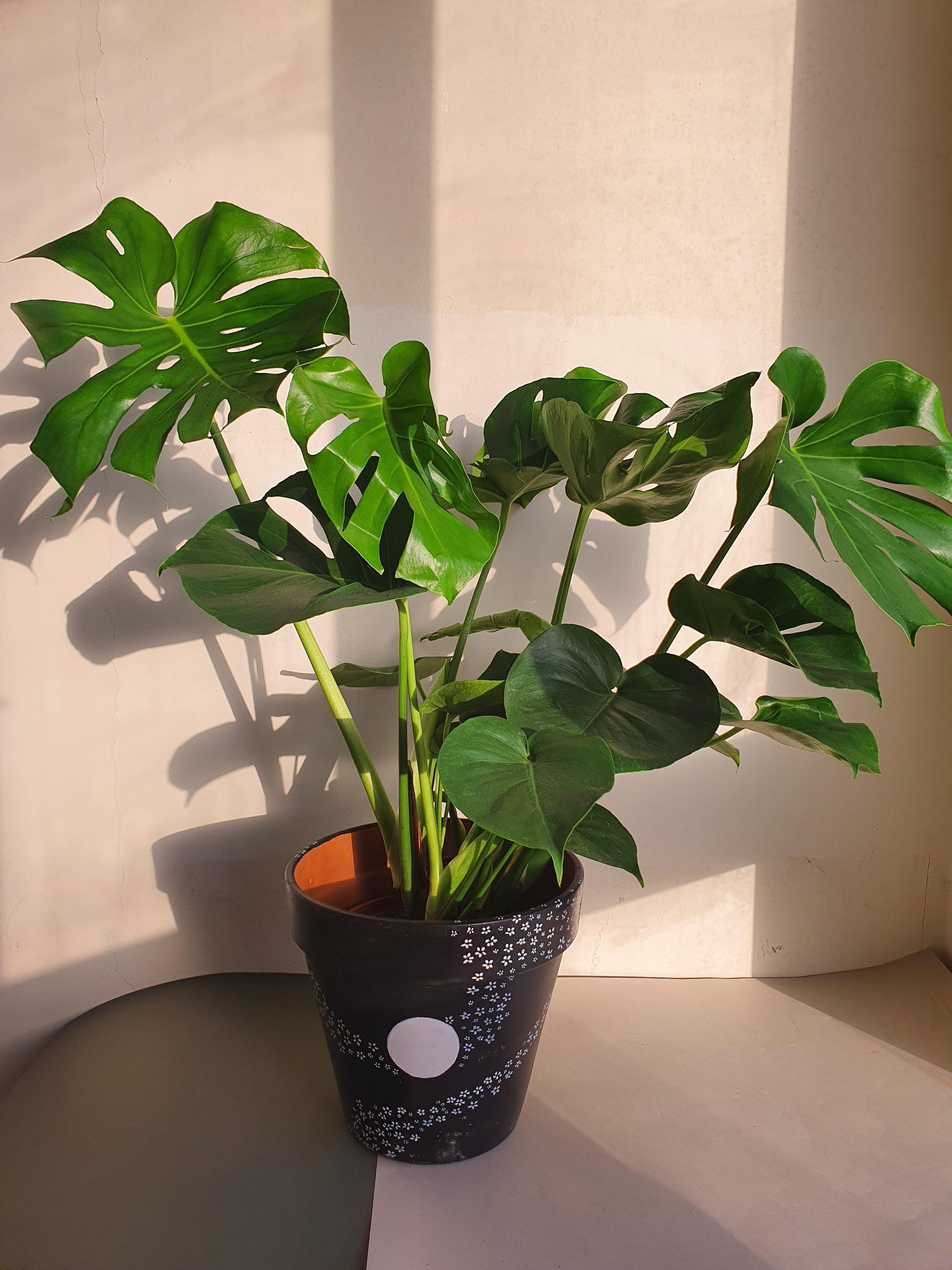 Plants that Thrives in Low Light | Plant Studio – Plant Studio LLC ...