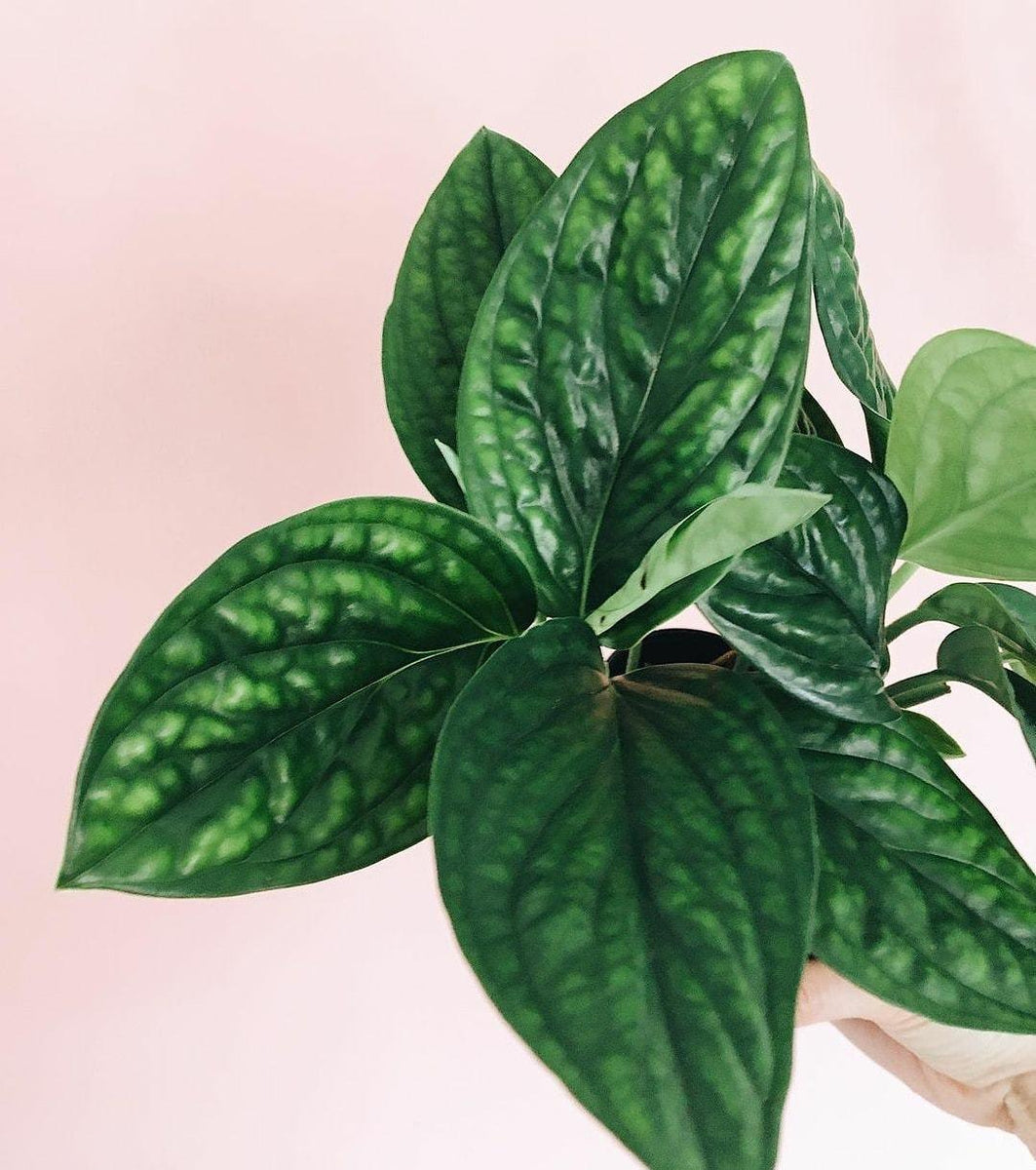 Monstera Peru – Plant Studio LLC