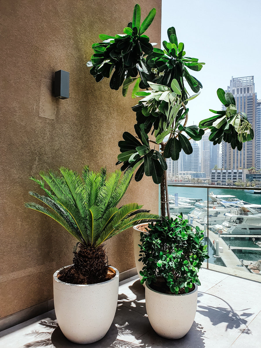 Outdoor Plant Bundle – Plant Studio LLC | TRN 100565690300003