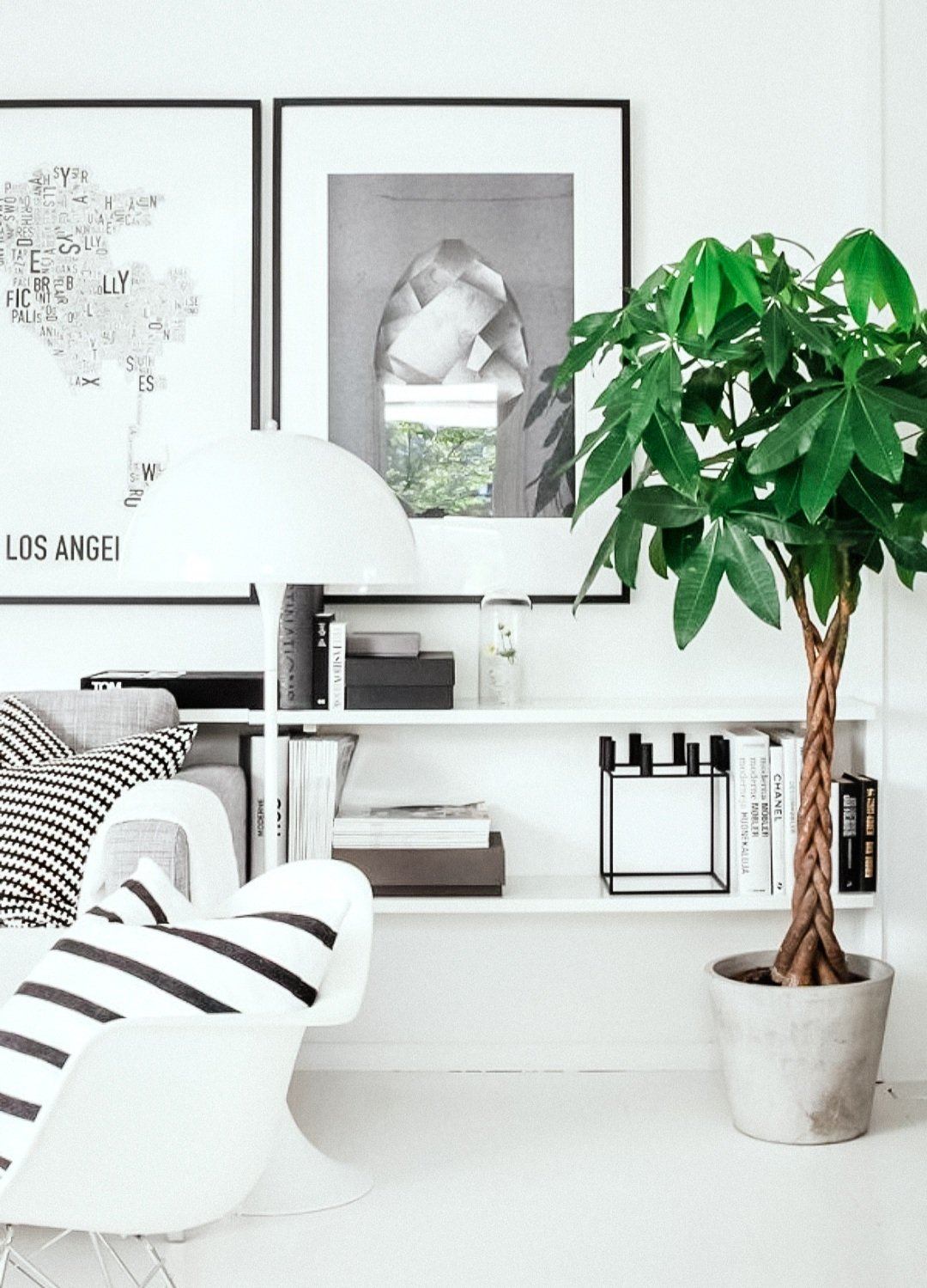 Indoor Plants – Plant Studio LLC | TRN 100565690300003