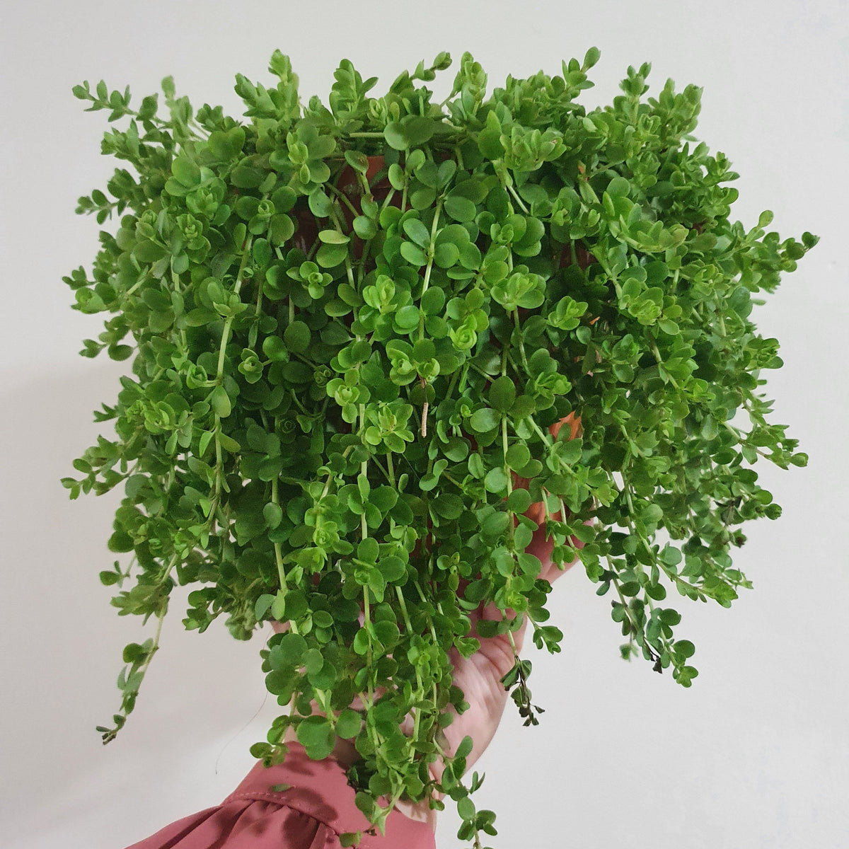 Peperomia Isabelle – Plant Studio LLC