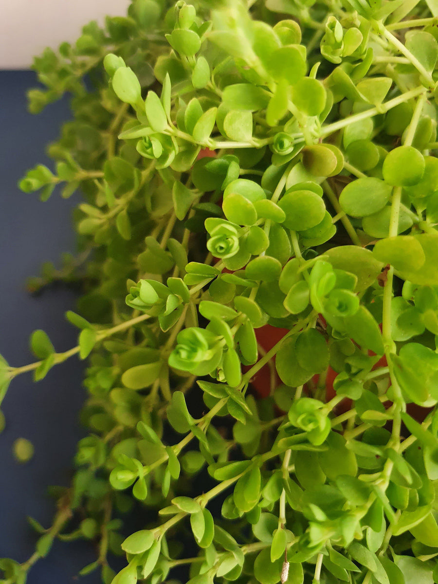 Peperomia Isabelle – Plant Studio LLC