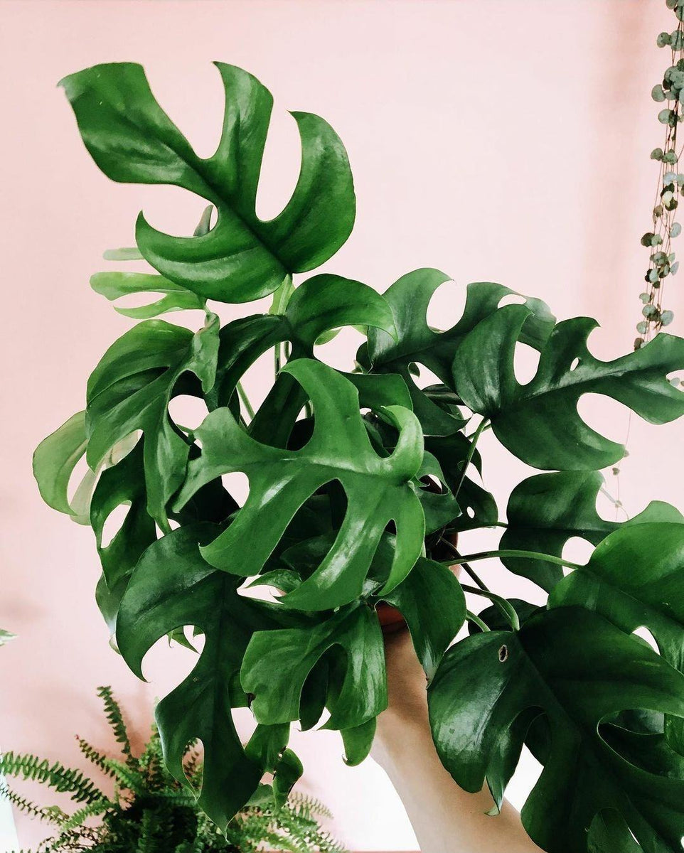 Rhaphidophora Tetrasperma “Mini Monstera” 'Tetra' – Plant Studio LLC