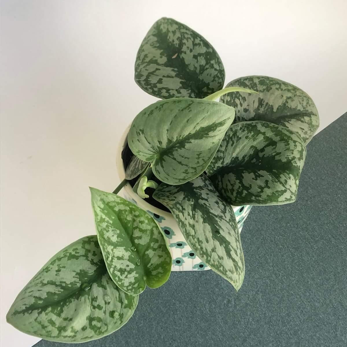 Scindapsus Pictus Trebie – Plant Studio LLC