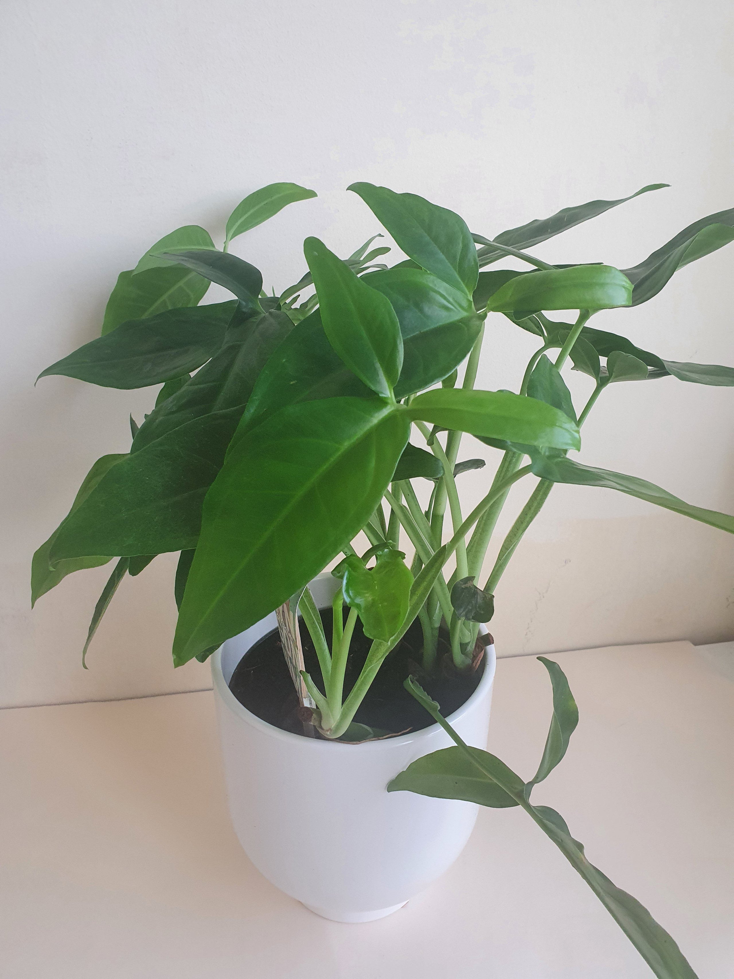 Syngonium Podophyllum Trileaf Wonder – Plant Studio LLC