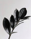 Zamioculcas Zamiifolia Supernova – Plant Studio LLC | TRN 100565690300003