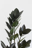 Zamioculcas Zamiifolia Supernova – Plant Studio LLC